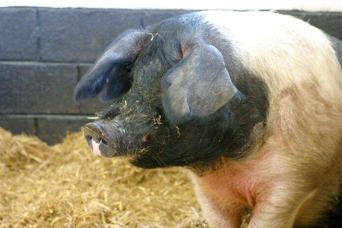 A ajuns în stare gravă la spital după ce a încercat să taie porcul din ...