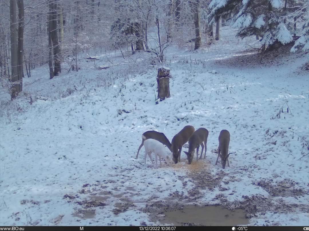 Animal extrem de rar surprins de camerele foto în Parcul Natural Bucegi