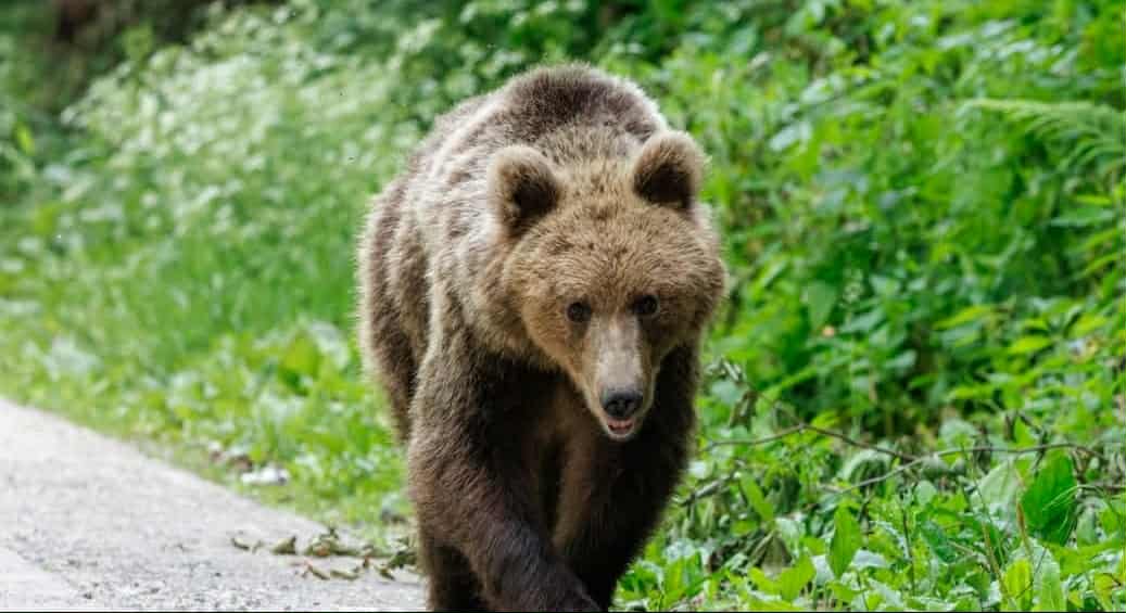 O nouă alertă de urs în comuna Vârfuri! Sălbăticiunea a fost din nou ...
